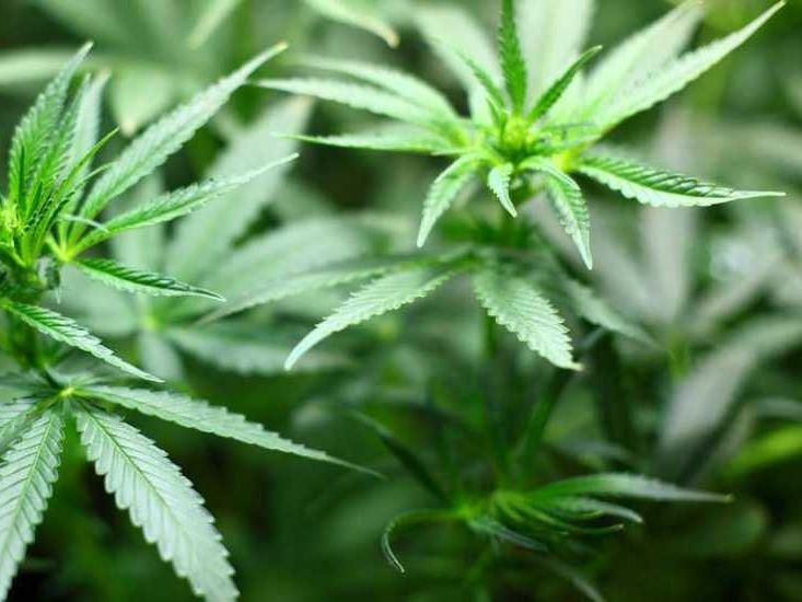 Barberino Val d'Elsa, aveva una pianta di canapa indiana in casa