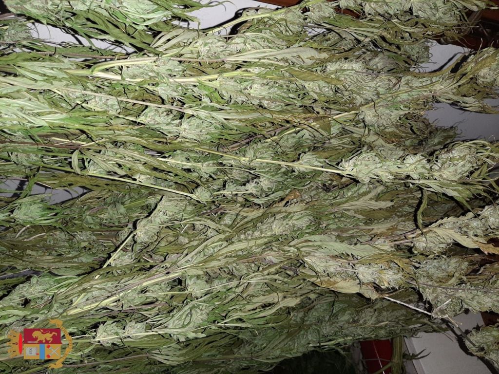 Campi Bisenzio, coltivava marijuana in casa dei genitori: denunciato