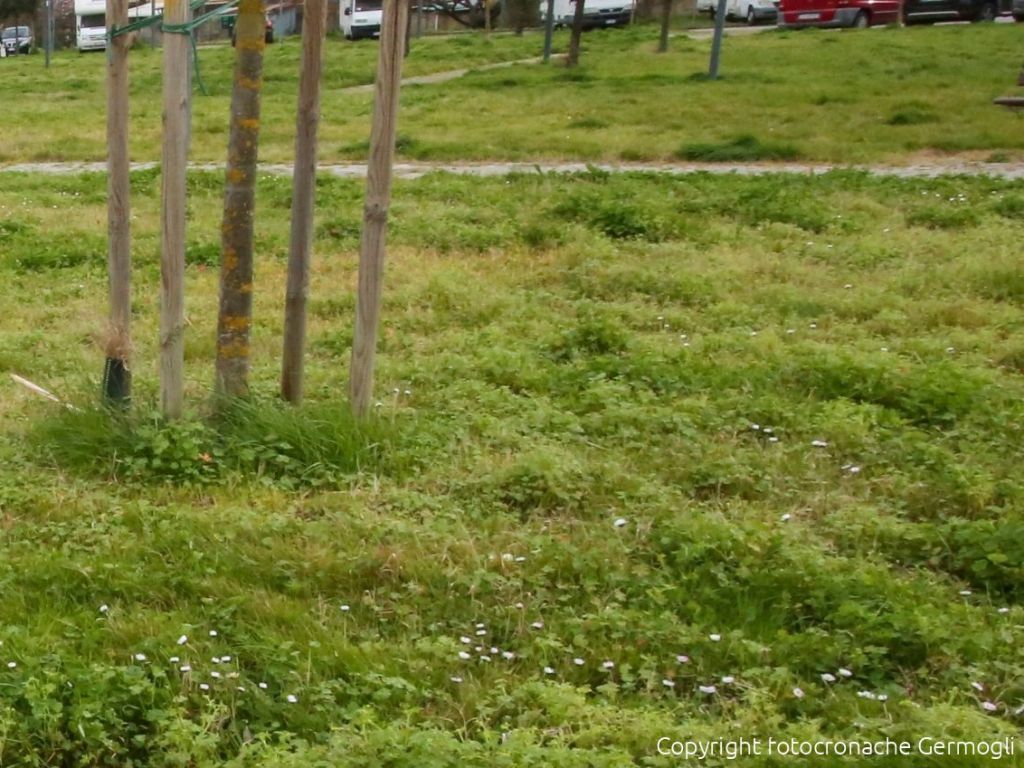 Riqualificazione di giardini e parchi: il piano triennale del verde ...
