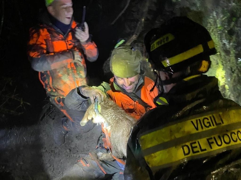 Cane resta intrappolato nella tana di un istrice, salvato dopo ore dai ... Cane resta intrappolato nella tana di un istrice, salvato dopo ore dai ...