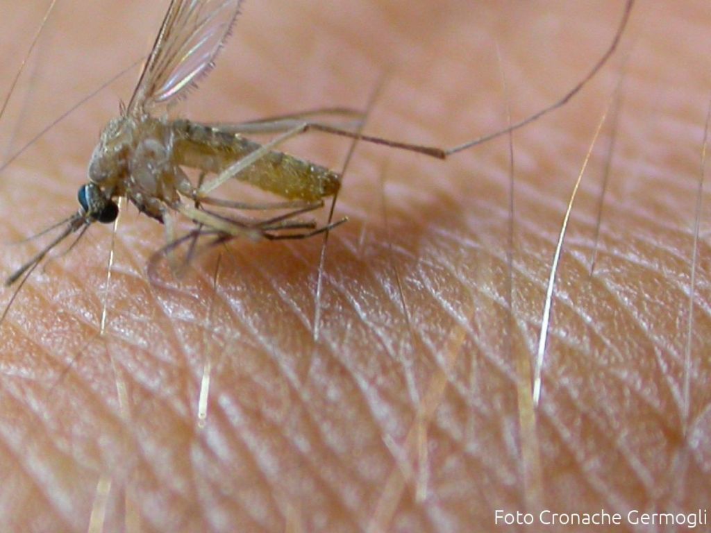 Lastra, attività per limitare la presenza di zanzare sul territorio ...