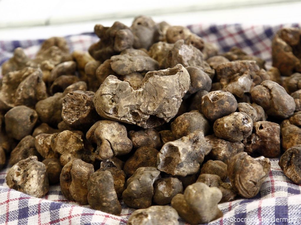 Tortelli, tartufo e non solo: le sagre del ponte di Ognissanti nel fiorentino