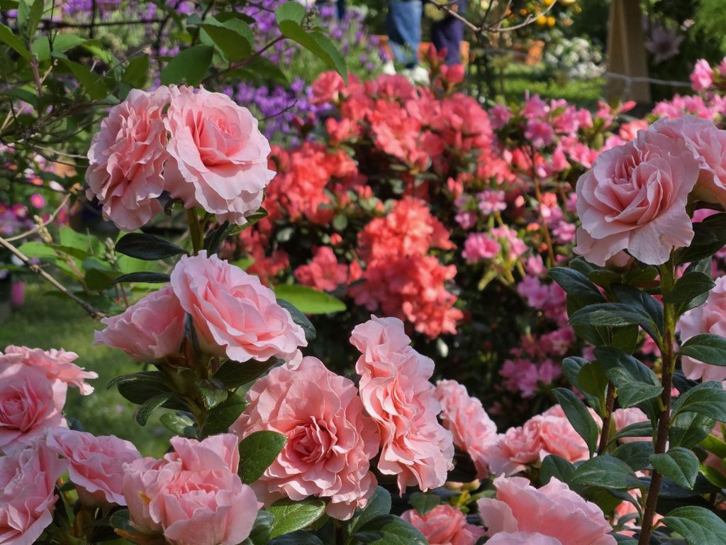 Firenze Flower Show, due giorni con la mostra mercato piante rare e ...