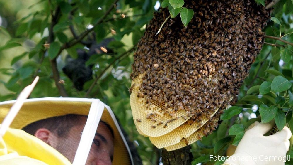Apicoltura, la Toscana mette a disposizione un milione di euro per la ...